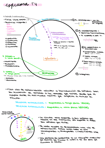 Esquema-T4-vias-senalizacion-intracelular.pdf