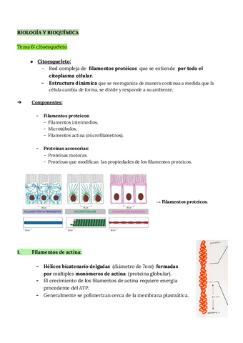 tema-6-bio-citoesqueleto.pdf
