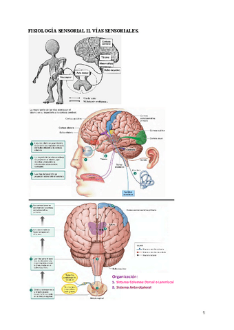 T2-3-4-y-5-Fisiologia-sensorial-II..pdf