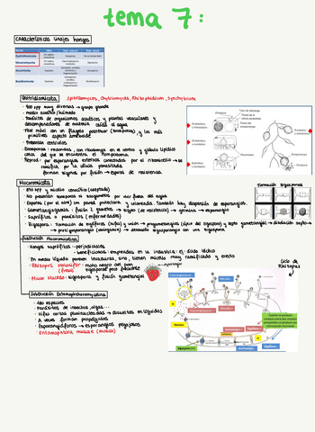 BOTANICA-TEMA-7-esquemas.pdf
