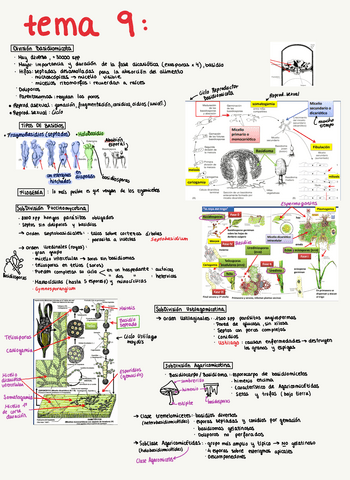 BOTANICA-TEMA-9-esquemas.pdf