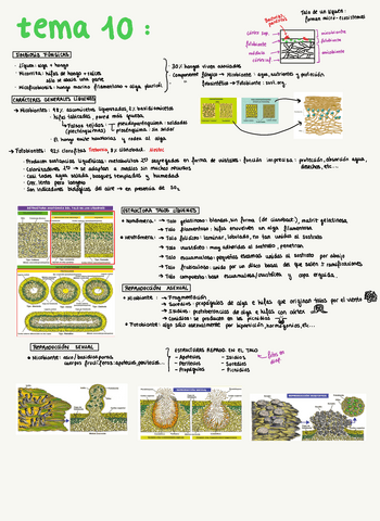 BOTANICA-TEMA-10-esquemas.pdf