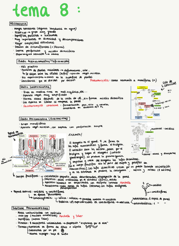 BOTANICA-TEMA-8-esquemas.pdf