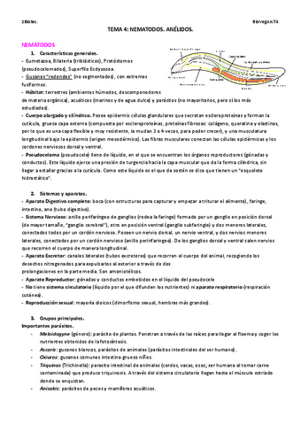 BioVegAn.TEMA4-NEMATODOS.-ANELIDOS..pdf