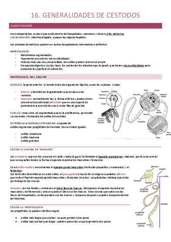 16. Generalidades Cestodos.pdf