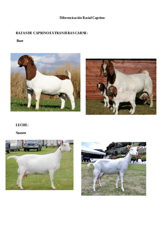 Diferenciacion-racial-CAPRINOS.pdf