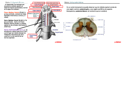 Láminas Médula (3).pdf