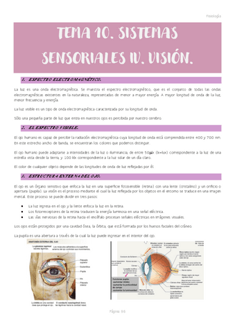 Tema-10.-Sistemas-sensoriales-IV.-Vision..pdf