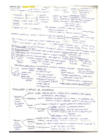 esquema-resum-bio-cel.pdf