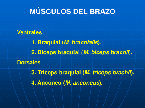 31.-Musc-brazo.pdf