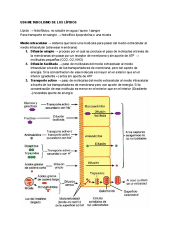 UD6-METABOLISMO-DE-LOS-LIPIDOS.pdf