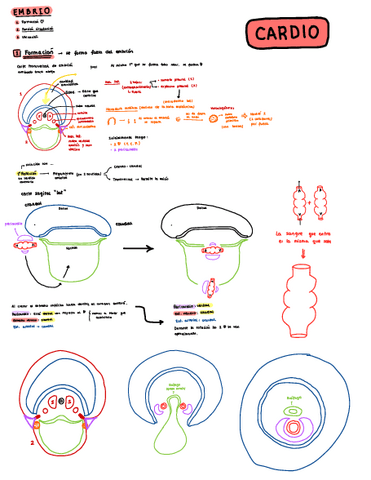 Tutoria-diseccion-cardio.pdf
