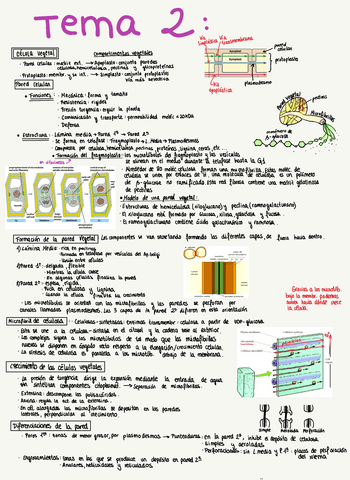 BIOCEL-TEMA-2-esquemas.pdf