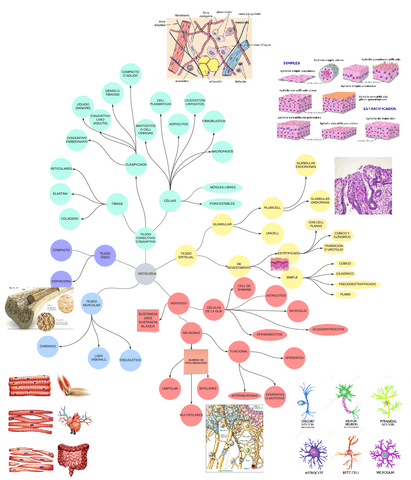 ANATO-T3-histologia-Mapa-mental230104191736.pdf