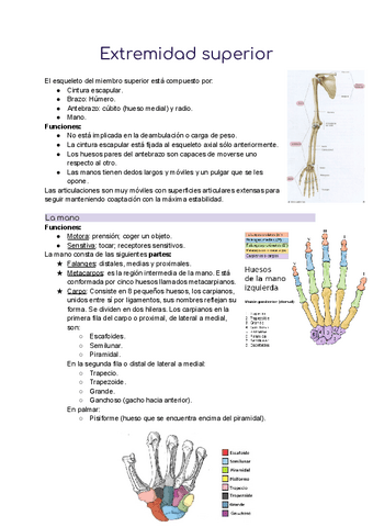 Extremidad-superior.pdf