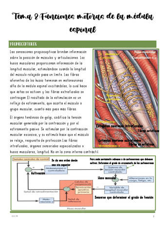 Tema-8-Funciones-motoras-de-la-medula-espinal.pdf
