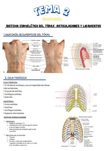 tema-2-SISTEMA-ESQUELETICO-DEL-TORAX.-ARTICULACIONES-Y-LIGAMENTOS.pdf