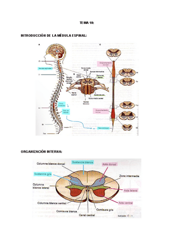 Aprende-a-localizar-para-el-examen-Tema-10.pdf