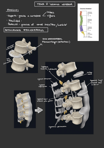 ESQUEMAS-T2-9-con-fotos-de-complete-Anatomy.pdf