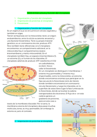 TEMA-8-bio-Estructura-y-funcion-del-cloroplasto.pdf