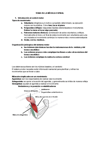 TEMA-28-LA-MEDULA-ESPINAL.pdf