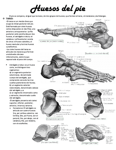 HUESOS-DEL-PIE.pdf