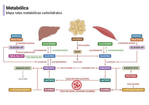 MAPA-RUTAS-CARBOHIDRATOS.pdf