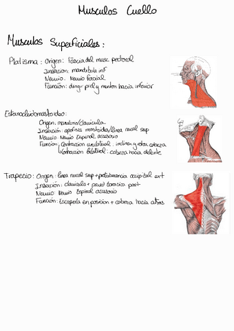 ANATOMIA-DE-CABEZA-Y-CUELLO-2-Musculos-del-cuello.pdf
