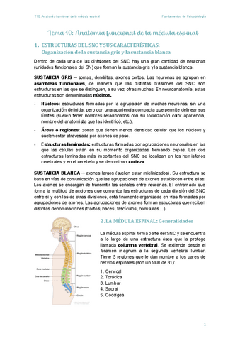 T10-Anatomia-funcional-de-la-medula-espinal.pdf