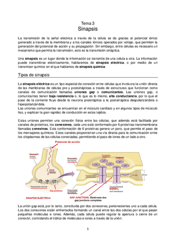 Tema-3.-Sinapsis.pdf