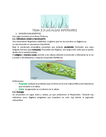 TEMA-3.3-LAS-ALGAS-INFERIORES.pdf
