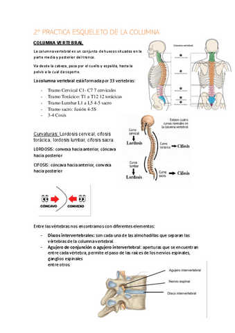 PRACTICA-2-ANATOMIA-COLUMNA.pdf