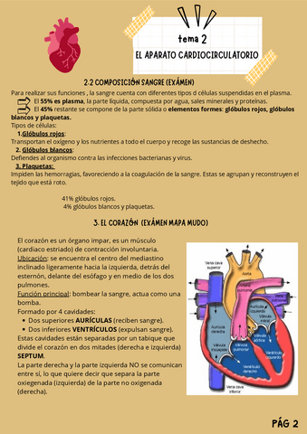 Resumen-tema-2-el-aparato-cardiocirculatorio-2.2.pdf