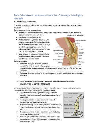 Tema 10 Anatomia Pdf