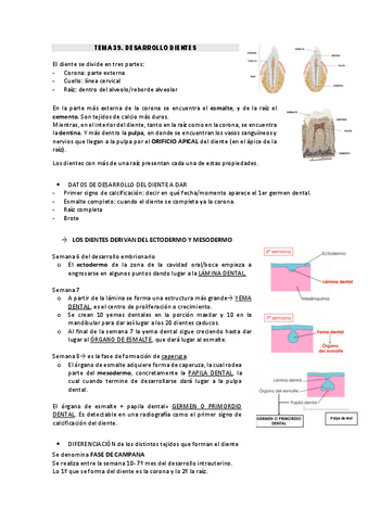 Anatomia-2o-cuatri.pdf