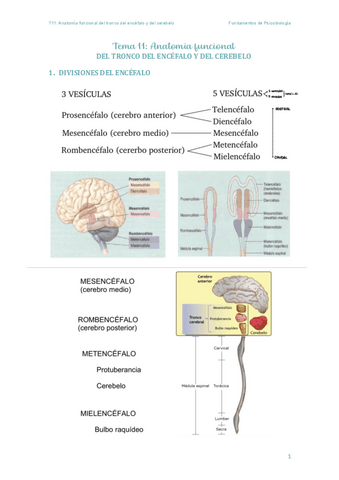 T11-Anatomia-funcional-del-tronco-del-encefalo-y-del-cerebelo.pdf
