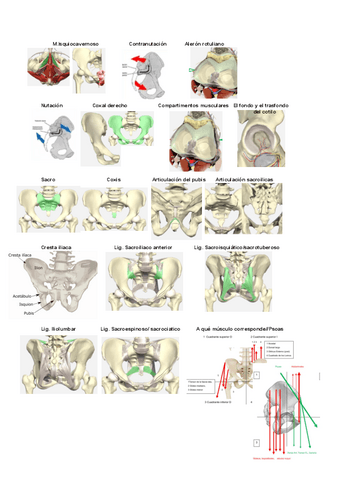 Parcial 4. Pelvis cadera y rodilla. Fotos.pdf