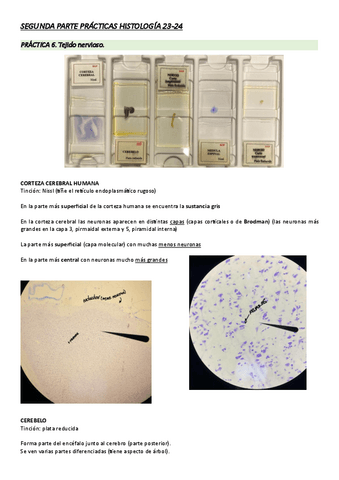 2a-parte-practicas-histo.pdf