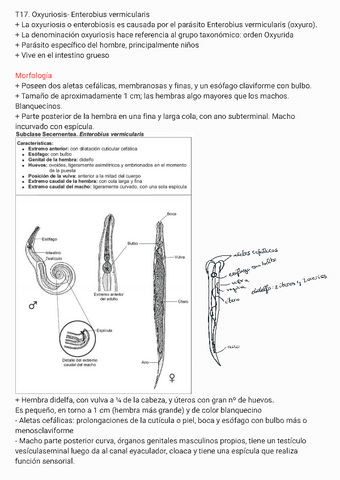 Enterobius-vermicularis-T17.pdf