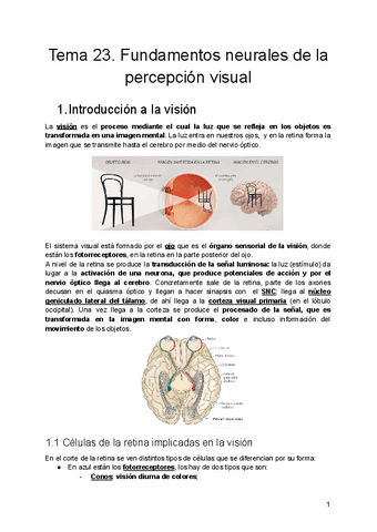 Tema-23.-Fundamentos-neurales-de-la-percepcion-visual-2.pdf
