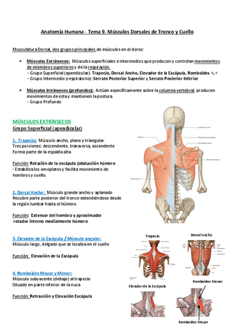 Anatomia-Resumen-Tema-9..pdf