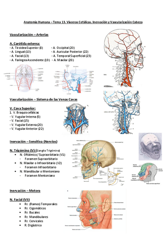 Anatomia-Resumen-Tema-13.pdf