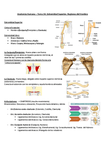 Anatomia-Resumen-Tema-14.pdf