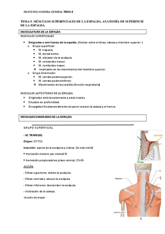 ANATOMIA-HUMANA-GENERAL-TEMA-9.pdf