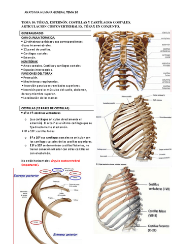 ANATOMIA-HUMANA-GENERAL-TEMA-10.pdf