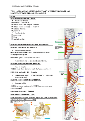 ANATOMIA-HUMANA-GENERAL-TEMA-14.pdf