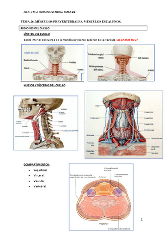 ANATOMIA-HUMANA-GENERAL-TEMA-26.pdf