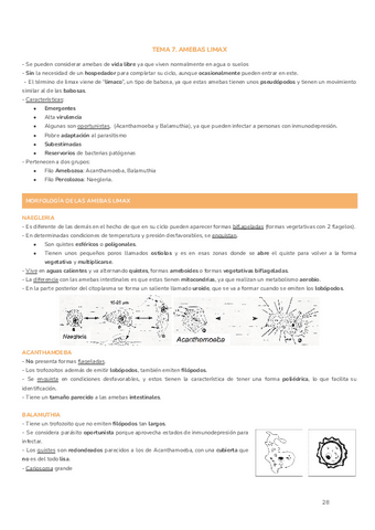 Tema-7.-Amebas-limax.pdf