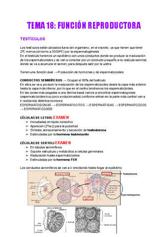 TEMA-18-FUNCION-REPRODUCTORA.pdf