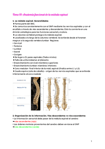 Tema-10-Anatomia-funcional-de-la-medula-espinal.pdf